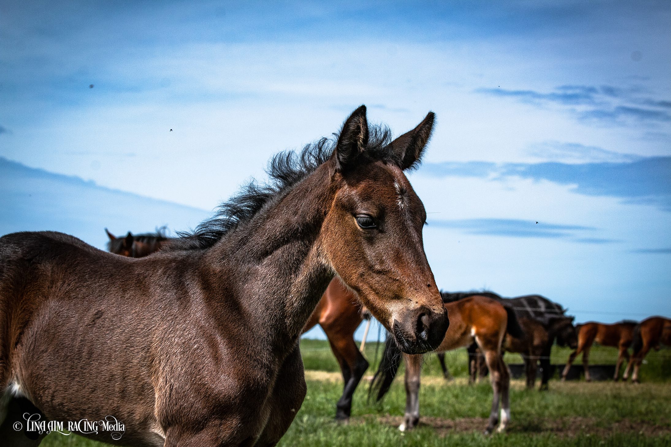 Magic Image | SRF Stable